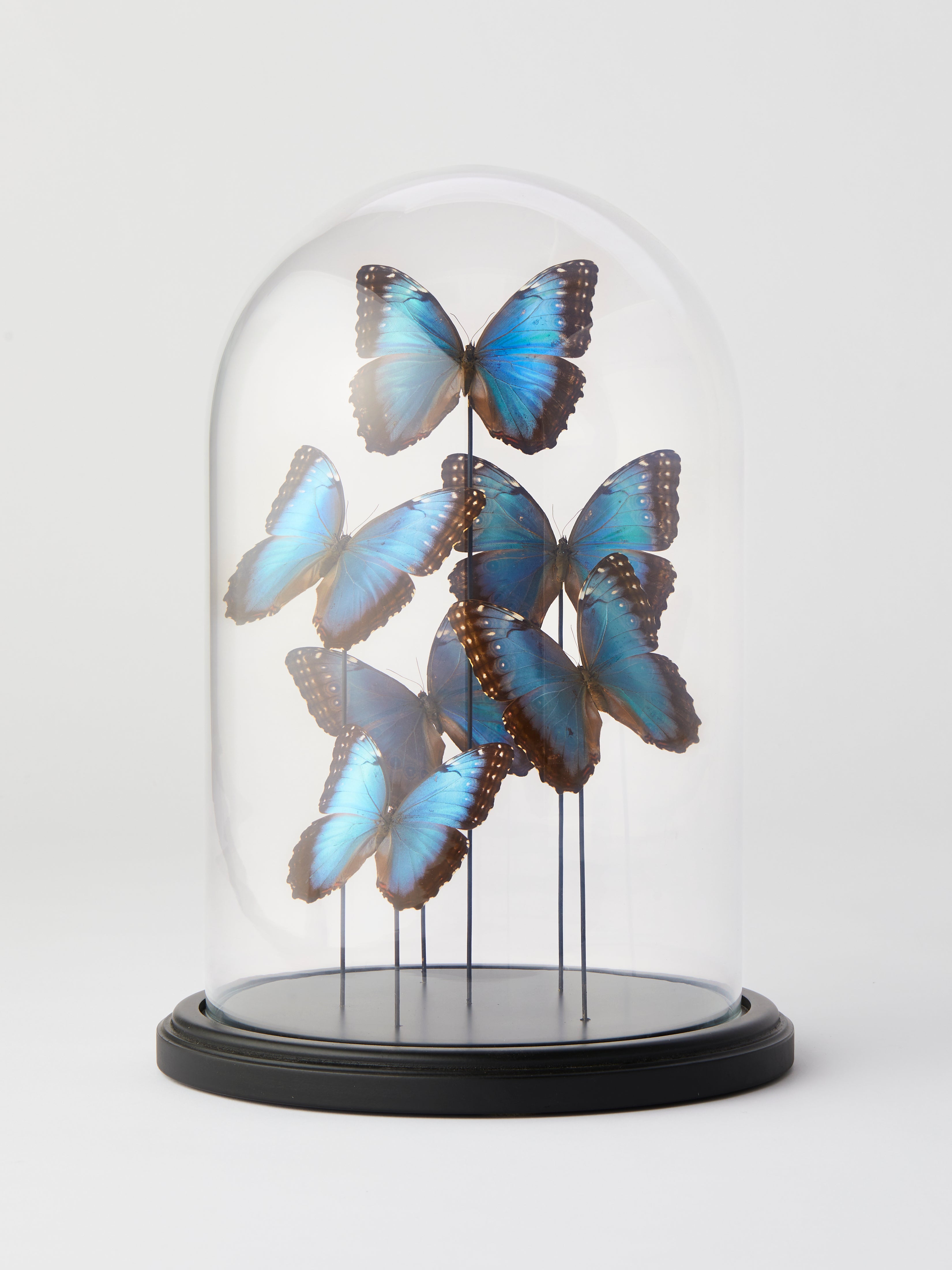 The blue morpho butterfly dome – Lulu Mosquito